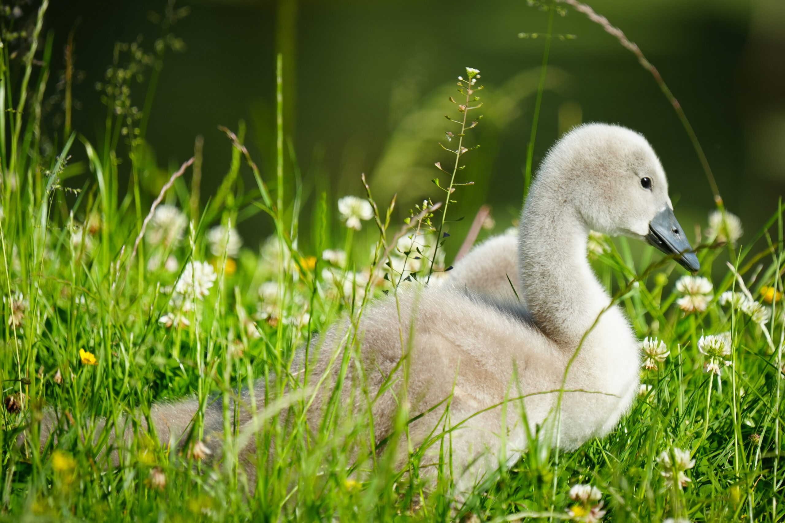 Getting Started with Duck Farming in Southern Africa – Patos